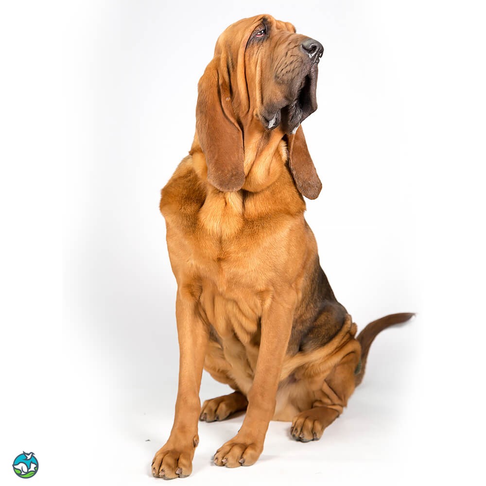 寻血猎犬 - 圣休伯特猎犬,st. Hubert Hound,Chien St.Hubert - Bloodhound - 萌宠四季