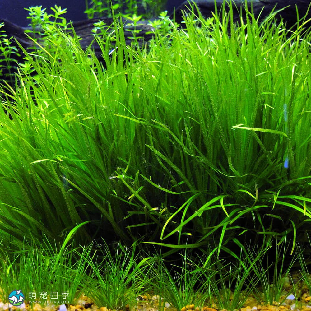 日本箦藻 - 小箦藻,水筛 - Blyxa japonica - 萌宠四季