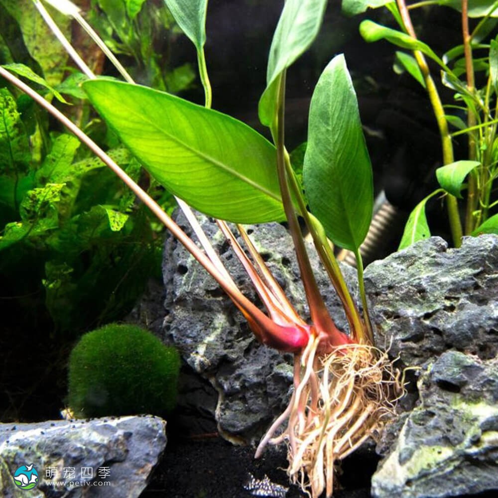 弗雷泽榕 - Anubias 'Frazeri' - 萌宠四季