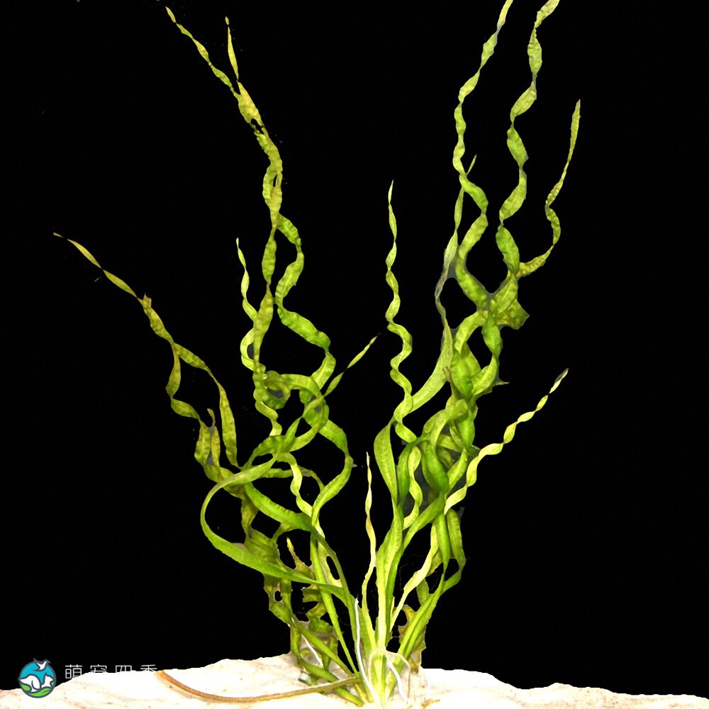 螺旋皇冠草 - 螺旋玻利维亚匍茎慈姑 - Helanthium bolivianum 'Vesuvius' - 萌宠四季