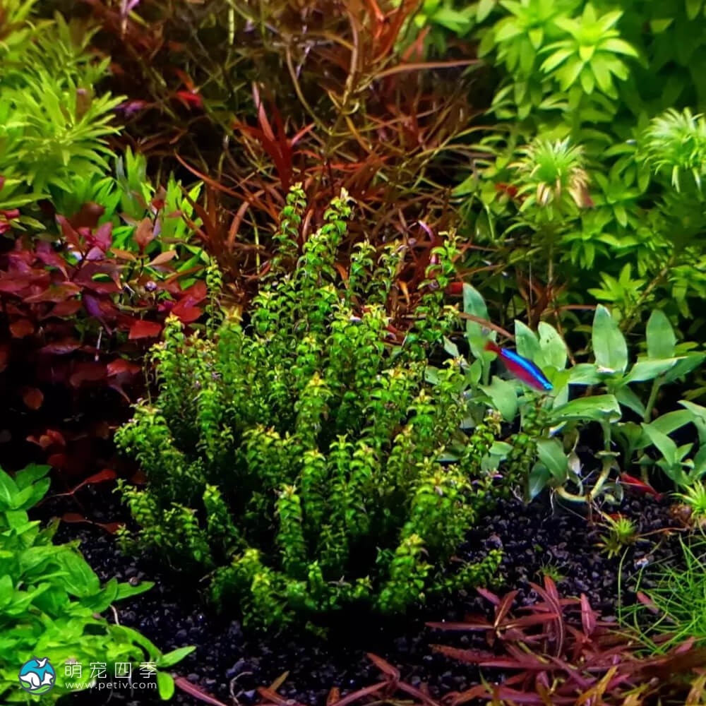 珍珠红蝴蝶 - Rotala macrandra 'Pearl' - 萌宠四季