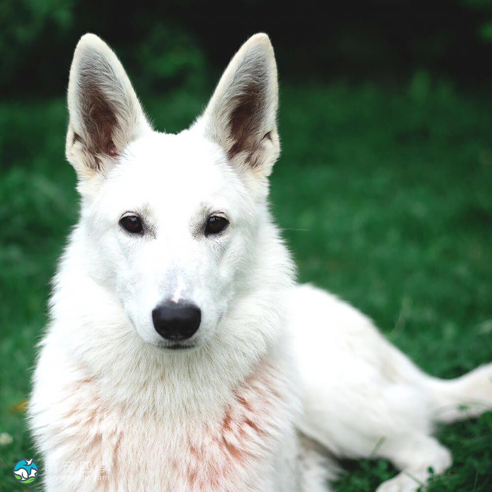 卡南犬 - Kelef k'naani - Canaan Dog - 萌宠四季