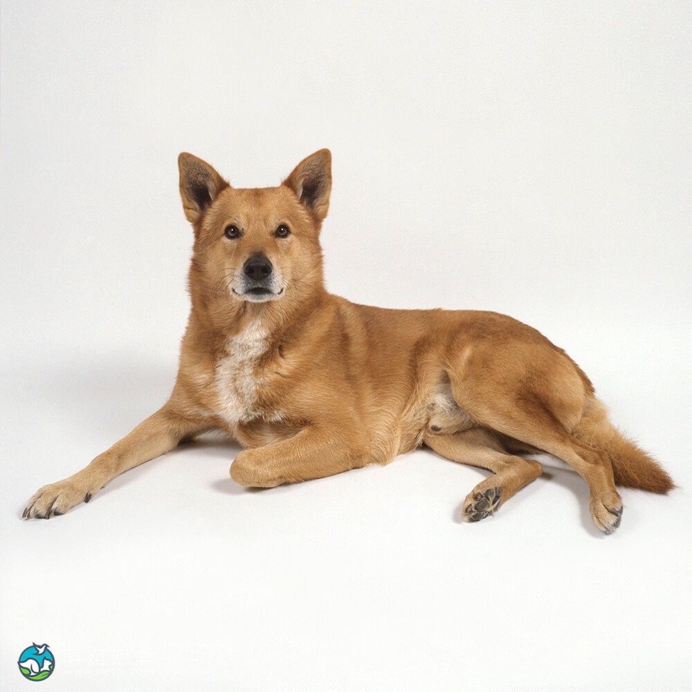 卡南犬 - Kelef k'naani - Canaan Dog - 萌宠四季