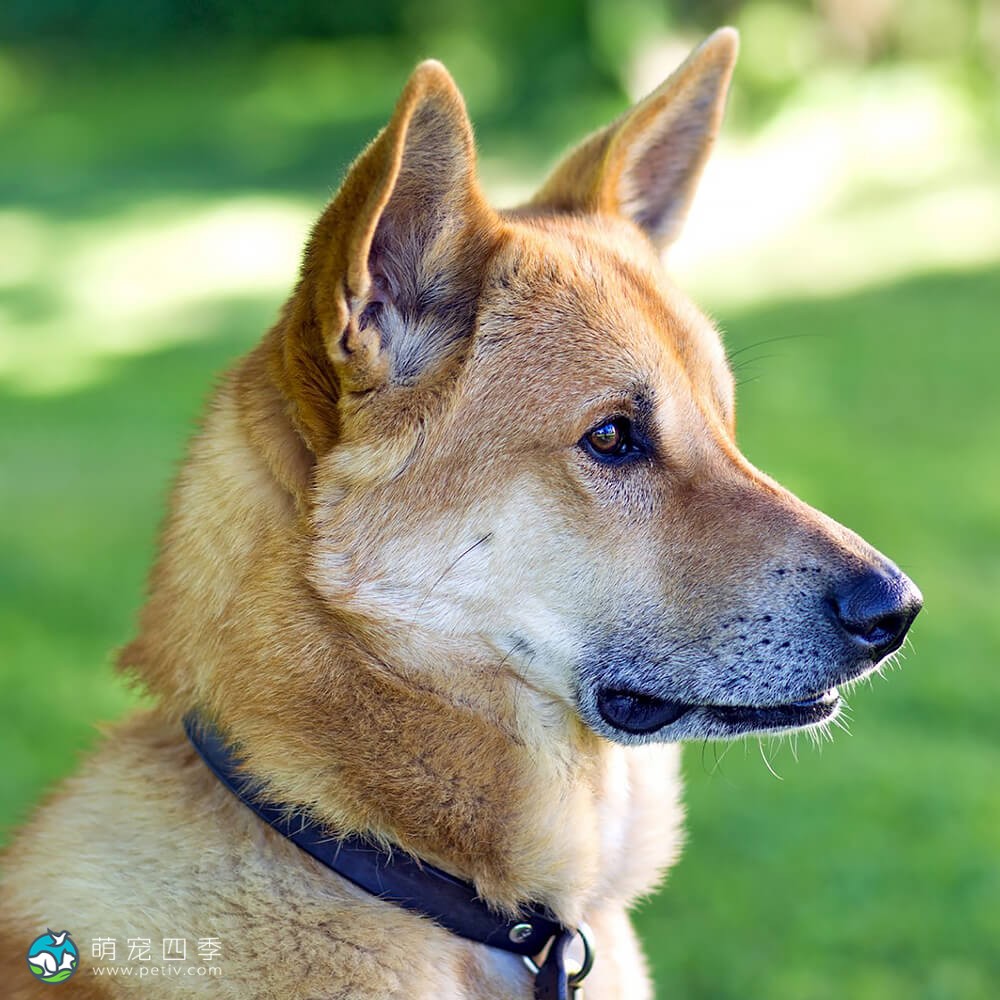 卡南犬 - Kelef k'naani - Canaan Dog - 萌宠四季