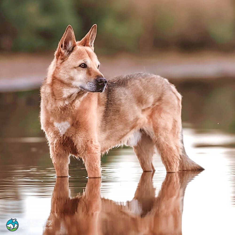 卡南犬 - Kelef k'naani - Canaan Dog - 萌宠四季
