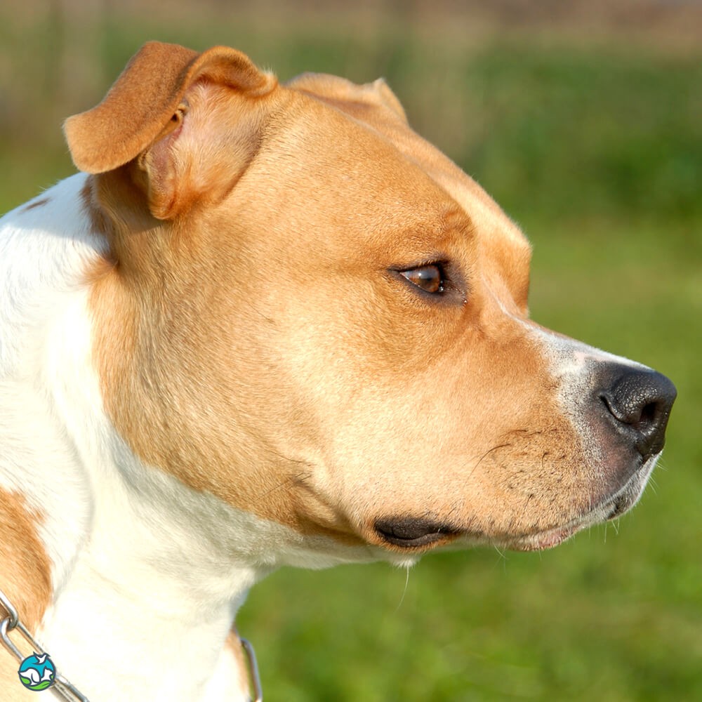 美国斯塔福郡㹴 - American Staffordshire Terrier - 萌宠四季