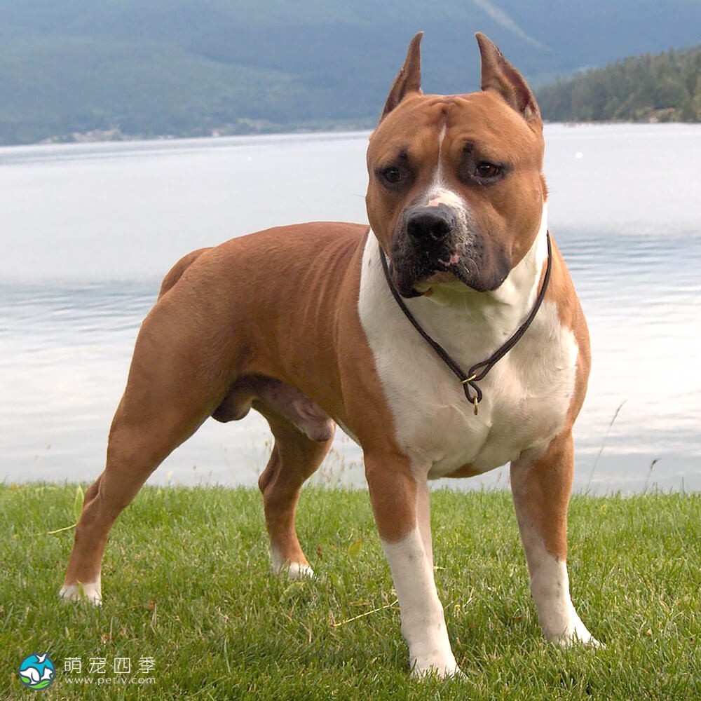 美国斯塔福郡㹴 - American Staffordshire Terrier - 萌宠四季