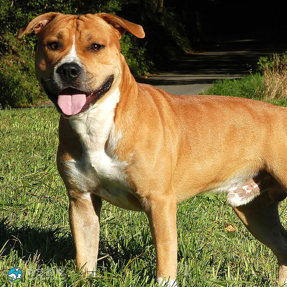 美国斯塔福郡㹴 - American Staffordshire Terrier - 萌宠四季