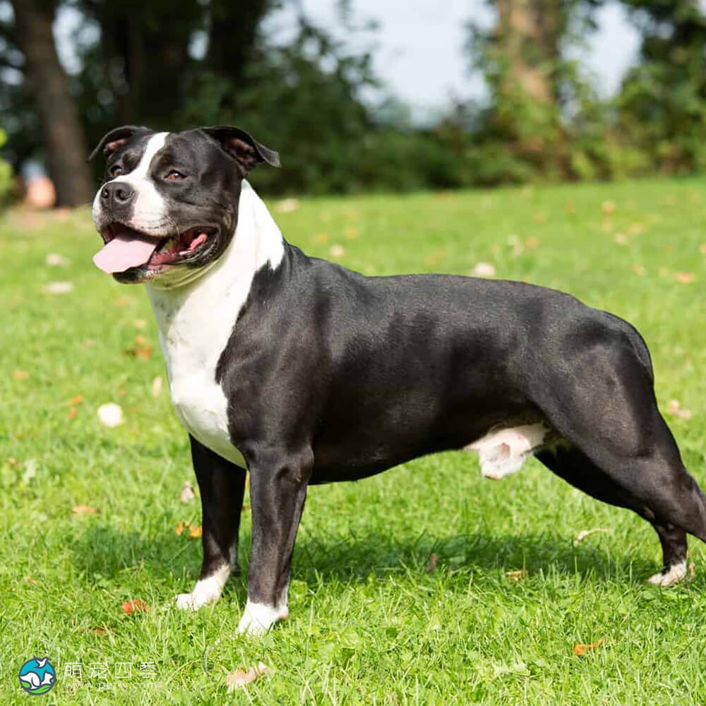 美国斯塔福郡㹴 - American Staffordshire Terrier - 萌宠四季