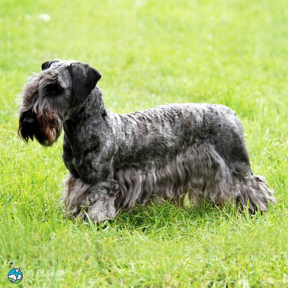 捷克㹴 - Czech Terrier,波西米亚㹴,Bohemian Terrier - Cesky Terrier - 萌宠四季