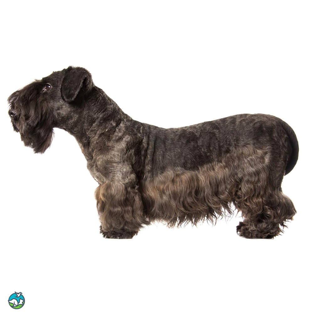 捷克㹴 - Czech Terrier,波西米亚㹴,Bohemian Terrier - Cesky Terrier - 萌宠四季