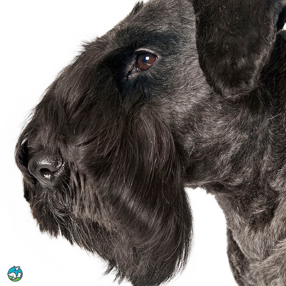 捷克㹴 - Czech Terrier,波西米亚㹴,Bohemian Terrier - Cesky Terrier - 萌宠四季