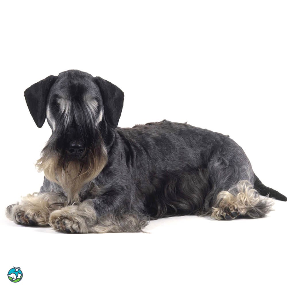 捷克㹴 - Czech Terrier,波西米亚㹴,Bohemian Terrier - Cesky Terrier - 萌宠四季