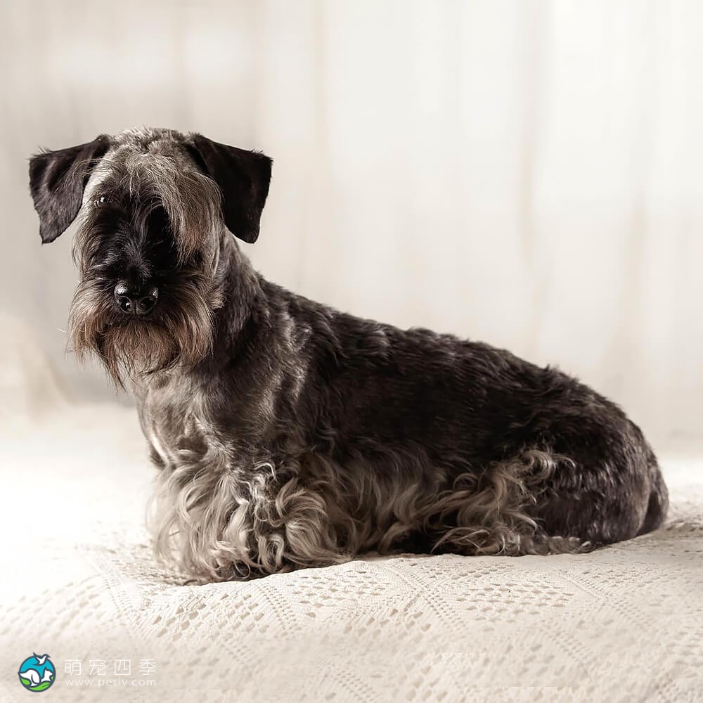 捷克㹴 - Czech Terrier,波西米亚㹴,Bohemian Terrier - Cesky Terrier - 萌宠四季