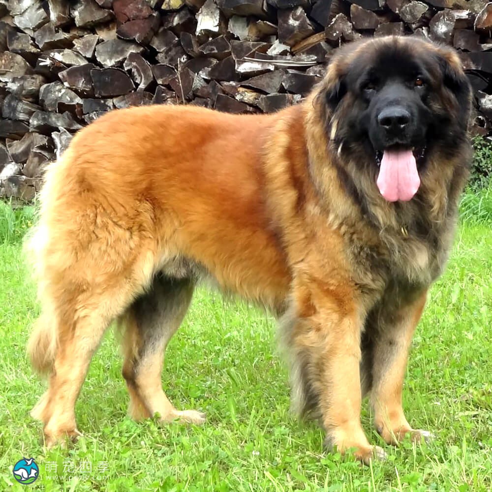 兰伯格犬 - Leonberger - 萌宠四季
