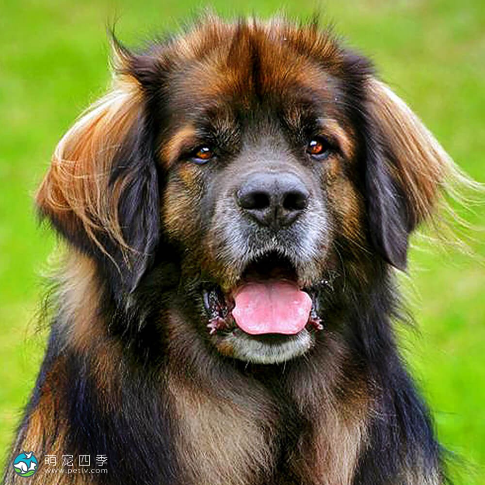 兰伯格犬 - Leonberger - 萌宠四季