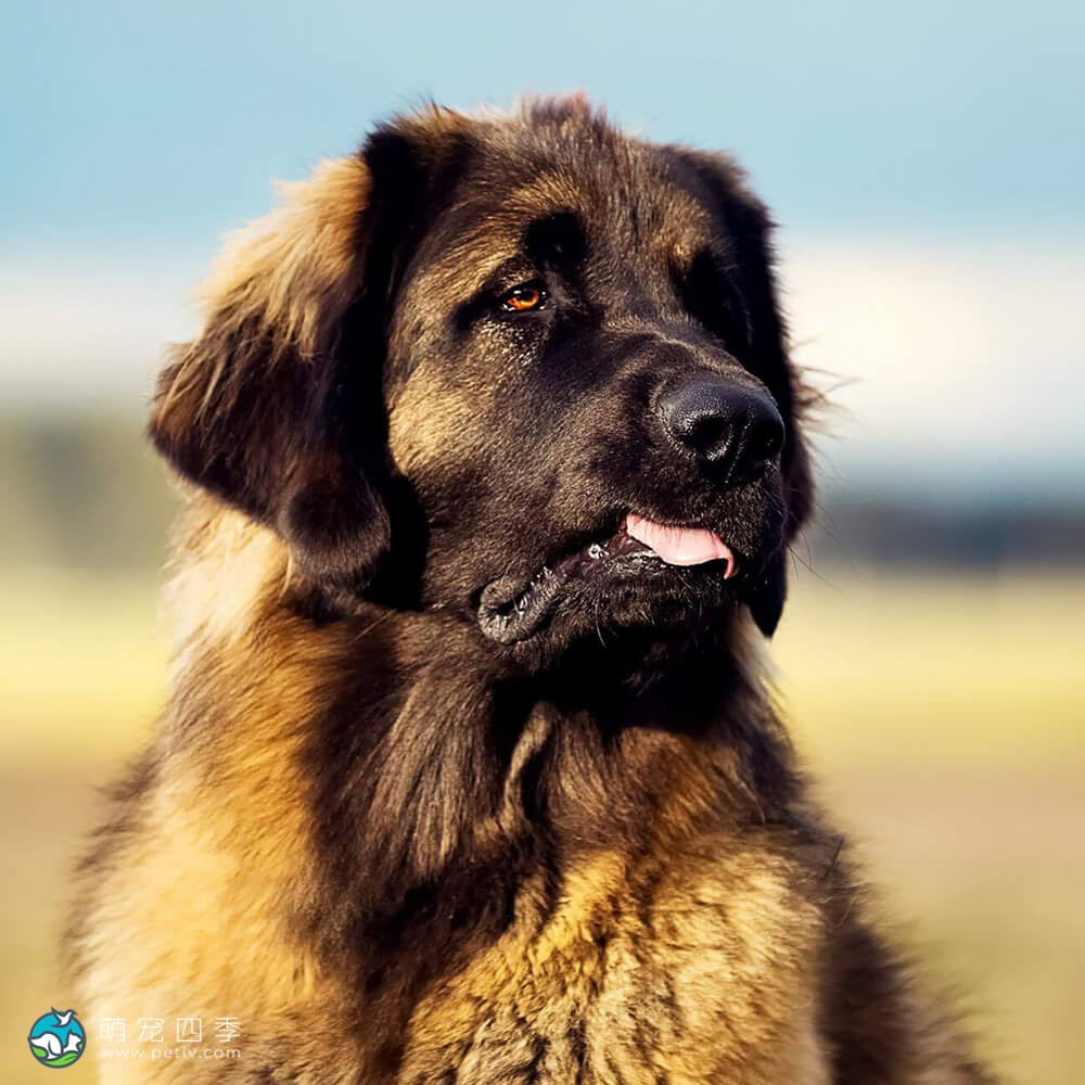 兰伯格犬 - Leonberger - 萌宠四季