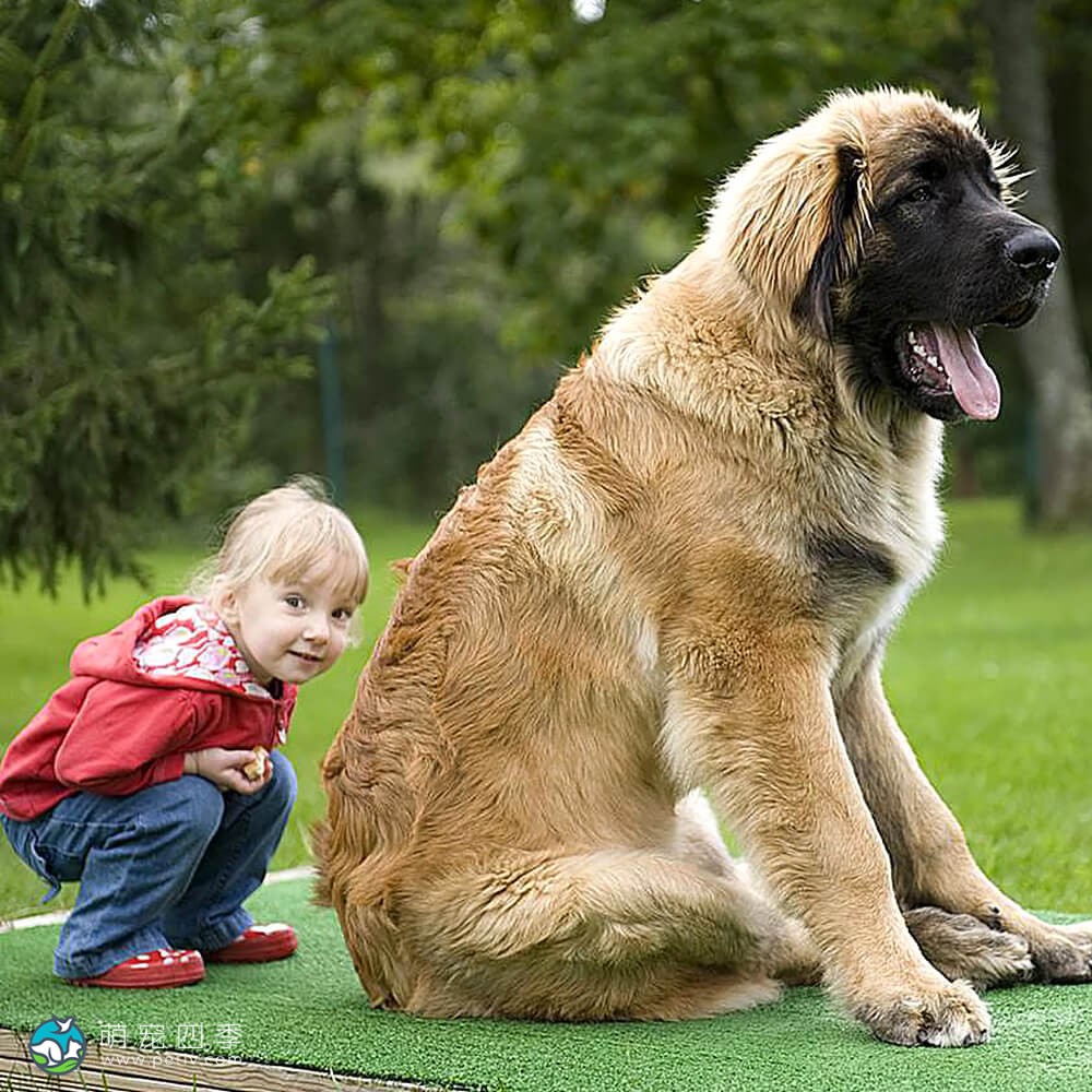 兰伯格犬 - Leonberger - 萌宠四季