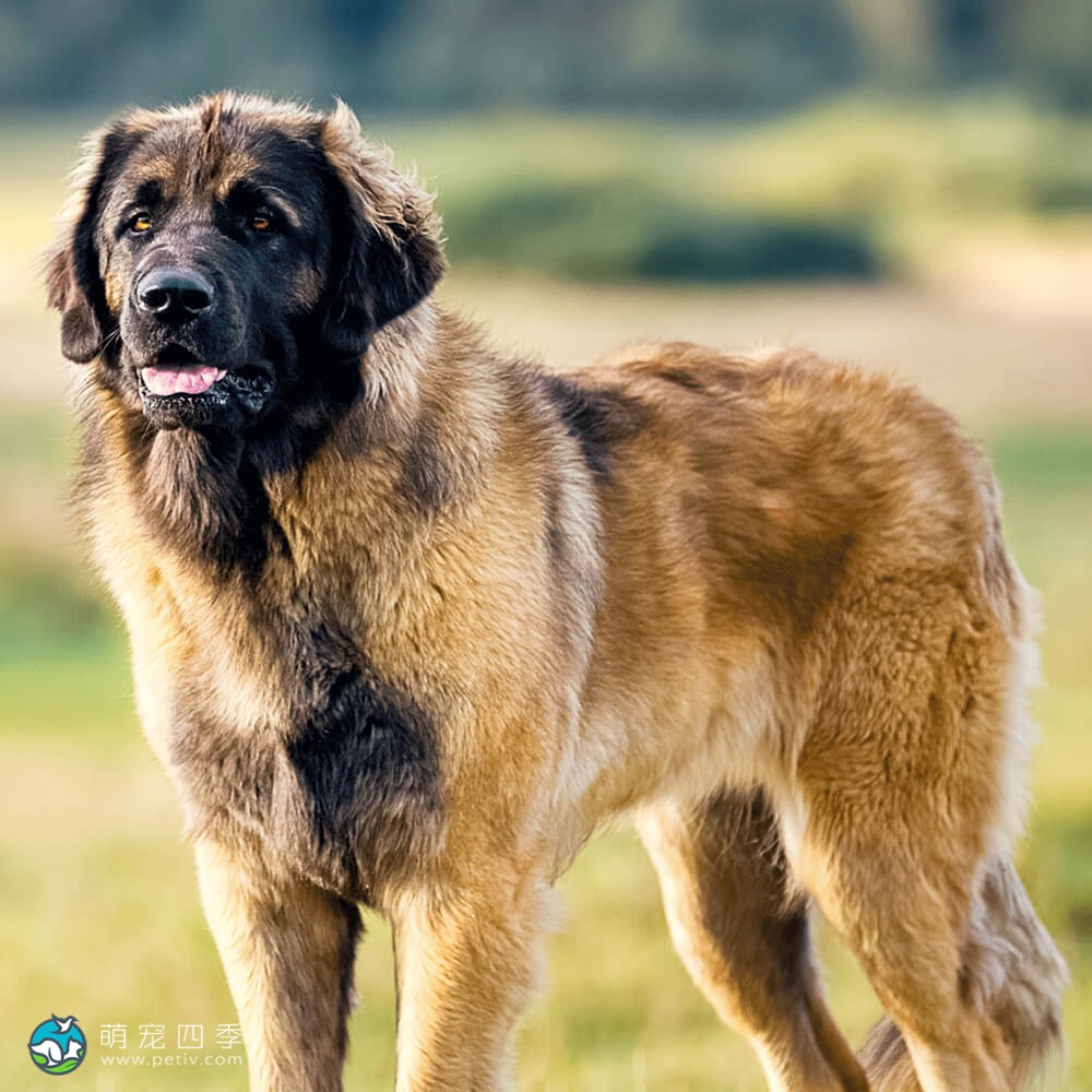 兰伯格犬 - Leonberger - 萌宠四季