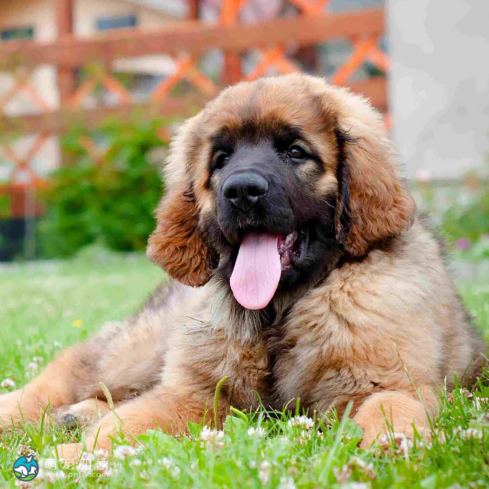 兰伯格犬 - Leonberger - 萌宠四季