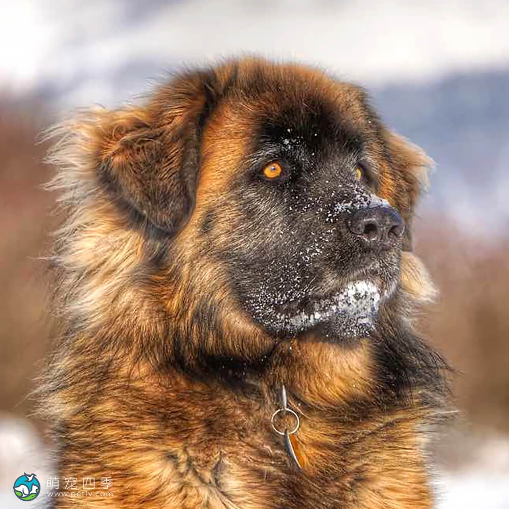 兰伯格犬 - Leonberger - 萌宠四季