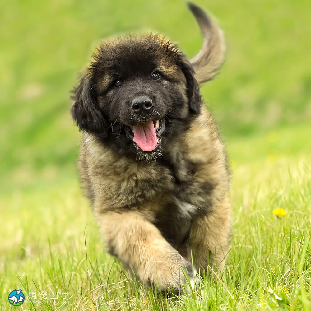 兰伯格犬 - Leonberger - 萌宠四季