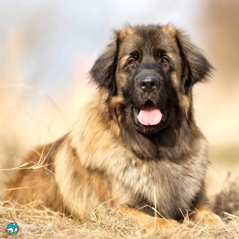 兰伯格犬 - Leonberger - 萌宠四季