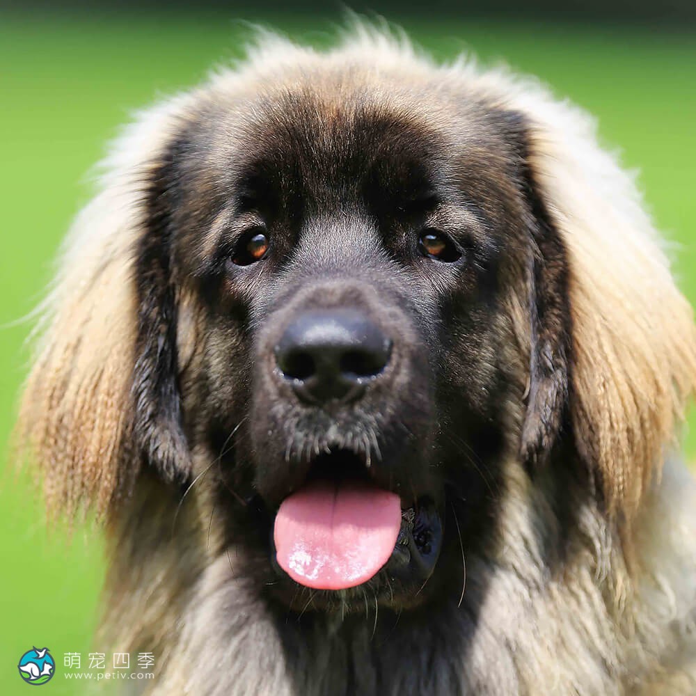 兰伯格犬 - Leonberger - 萌宠四季