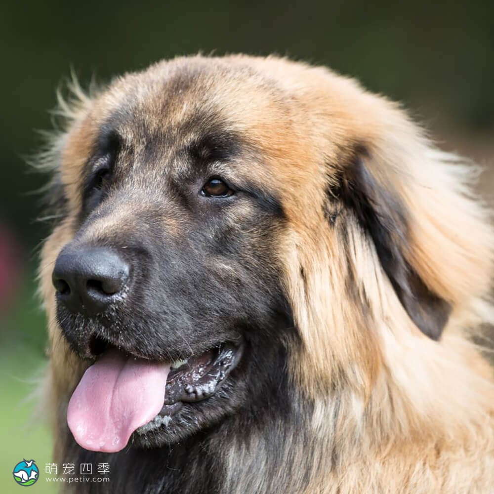 兰伯格犬 - Leonberger - 萌宠四季