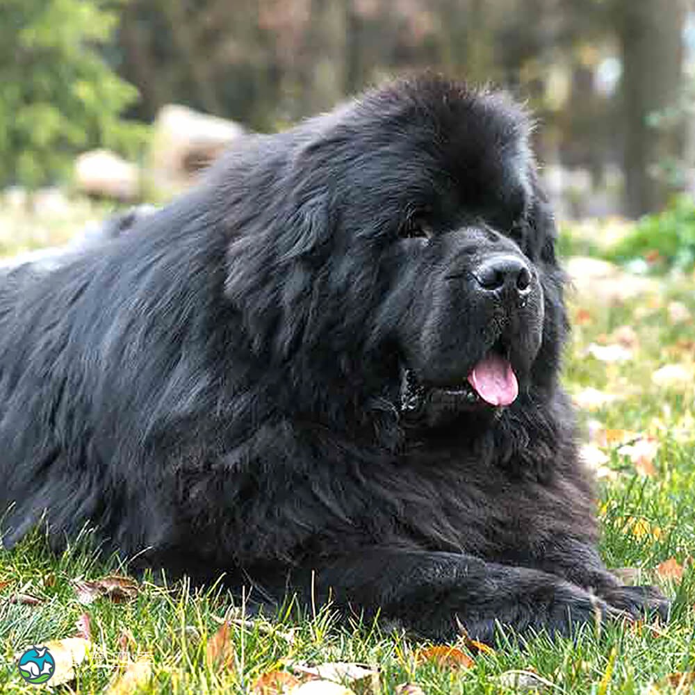 纽芬兰犬 - Newfoundland - 萌宠四季