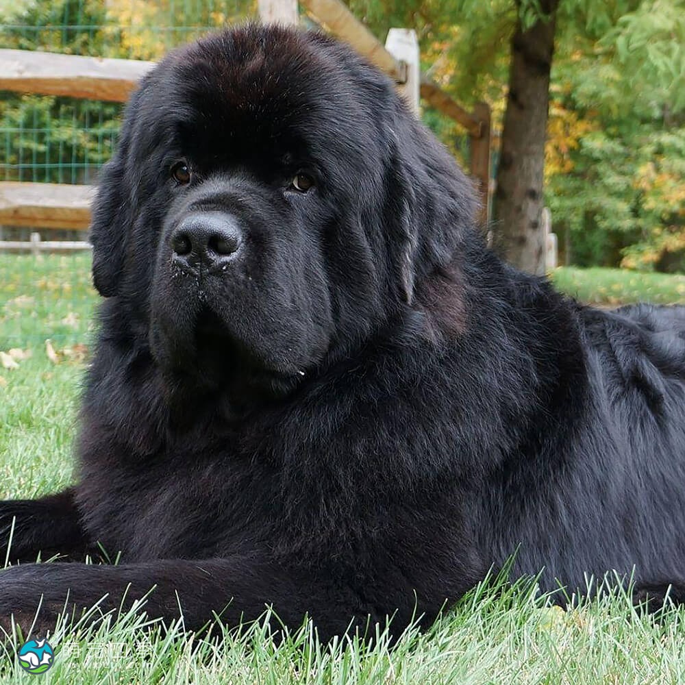 纽芬兰犬 - Newfoundland - 萌宠四季