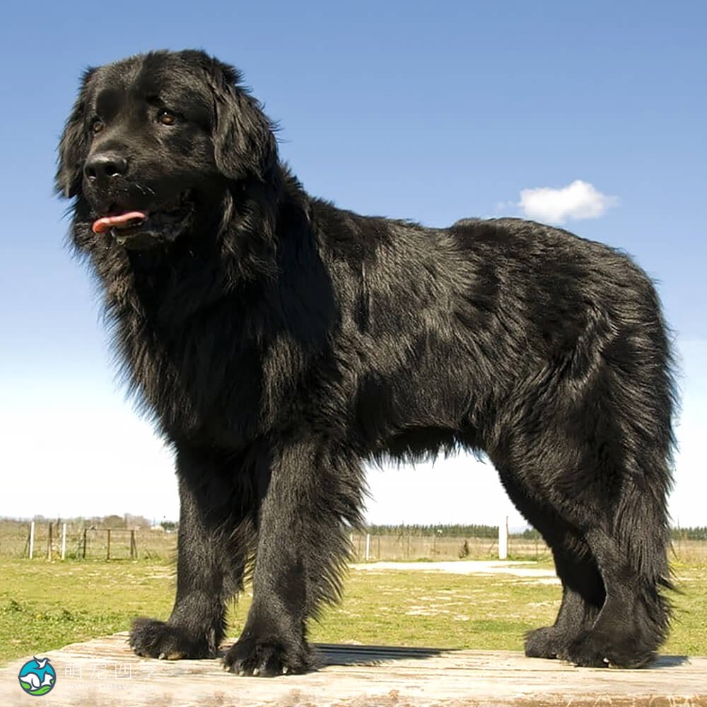 纽芬兰犬 - Newfoundland - 萌宠四季