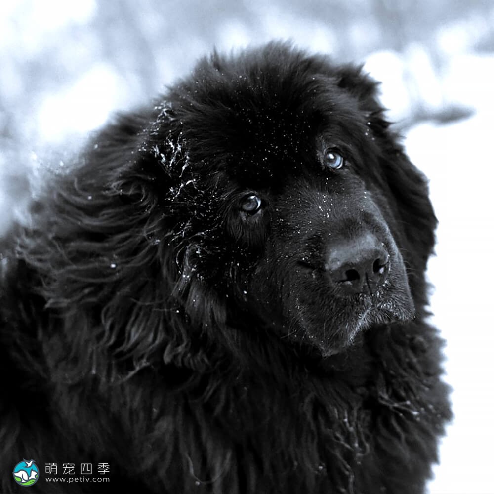 纽芬兰犬 - Newfoundland - 萌宠四季