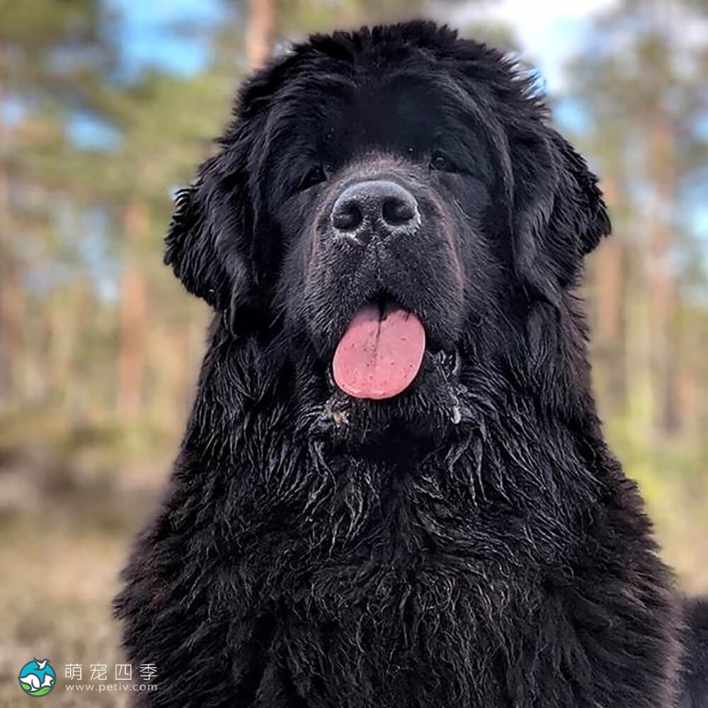纽芬兰犬 - Newfoundland - 萌宠四季
