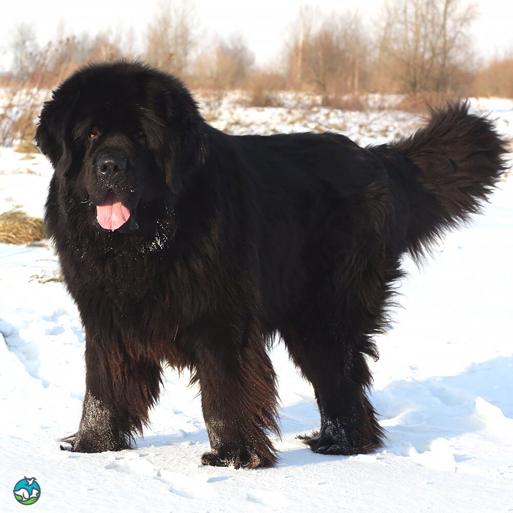 纽芬兰犬 - Newfoundland - 萌宠四季