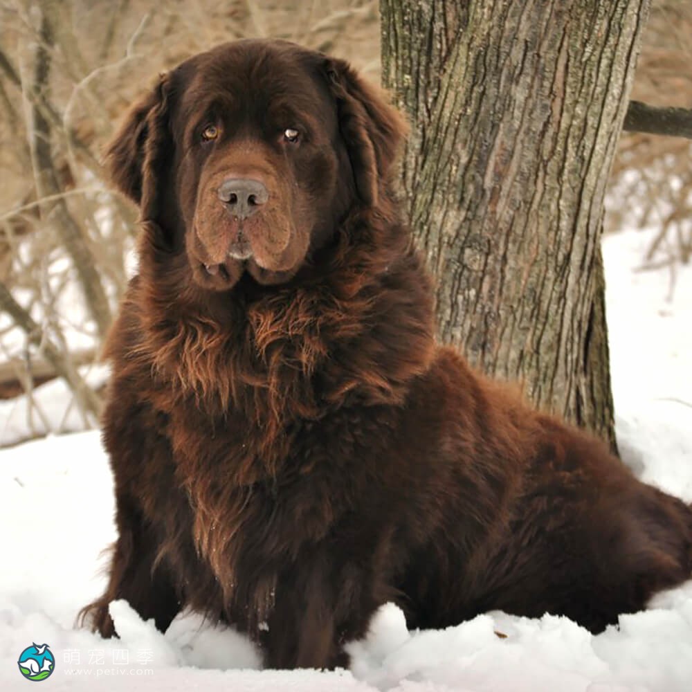 纽芬兰犬 - Newfoundland - 萌宠四季