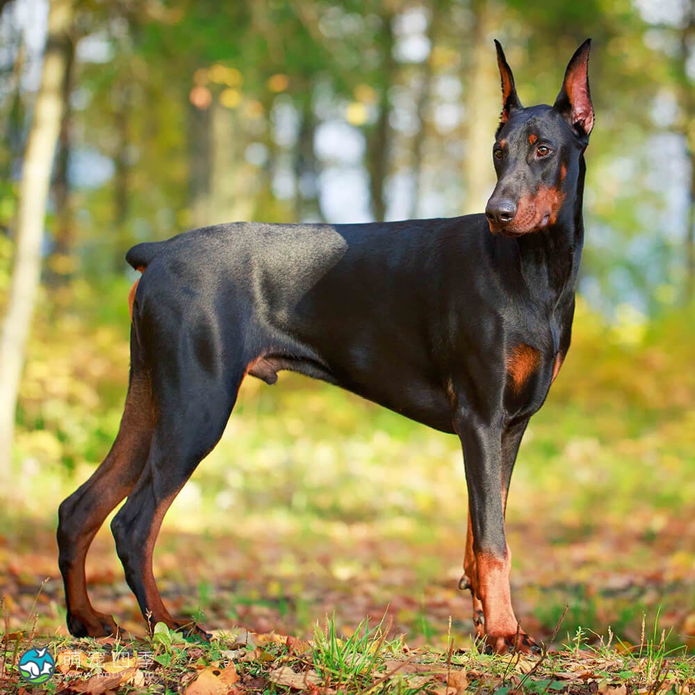 多伯曼犬 - 多伯曼平犬 - Doberman Pinscher - 萌宠四季