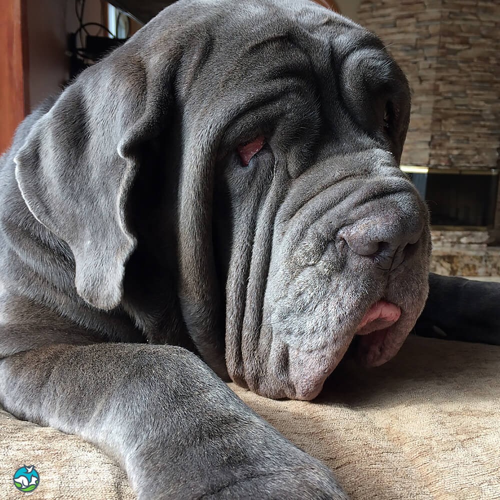 马斯提夫犬 - 英国马斯提夫犬 - Mastiff - 萌宠四季