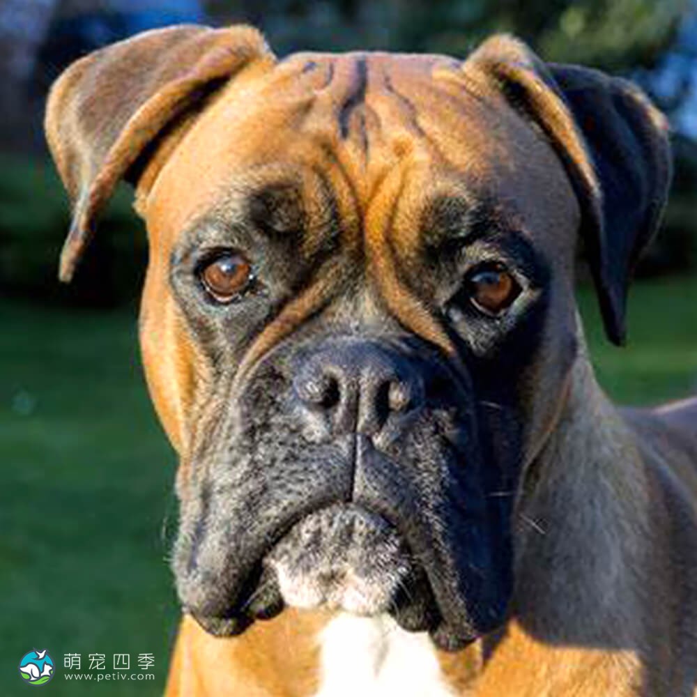 拳师犬 - Boxer - 萌宠四季