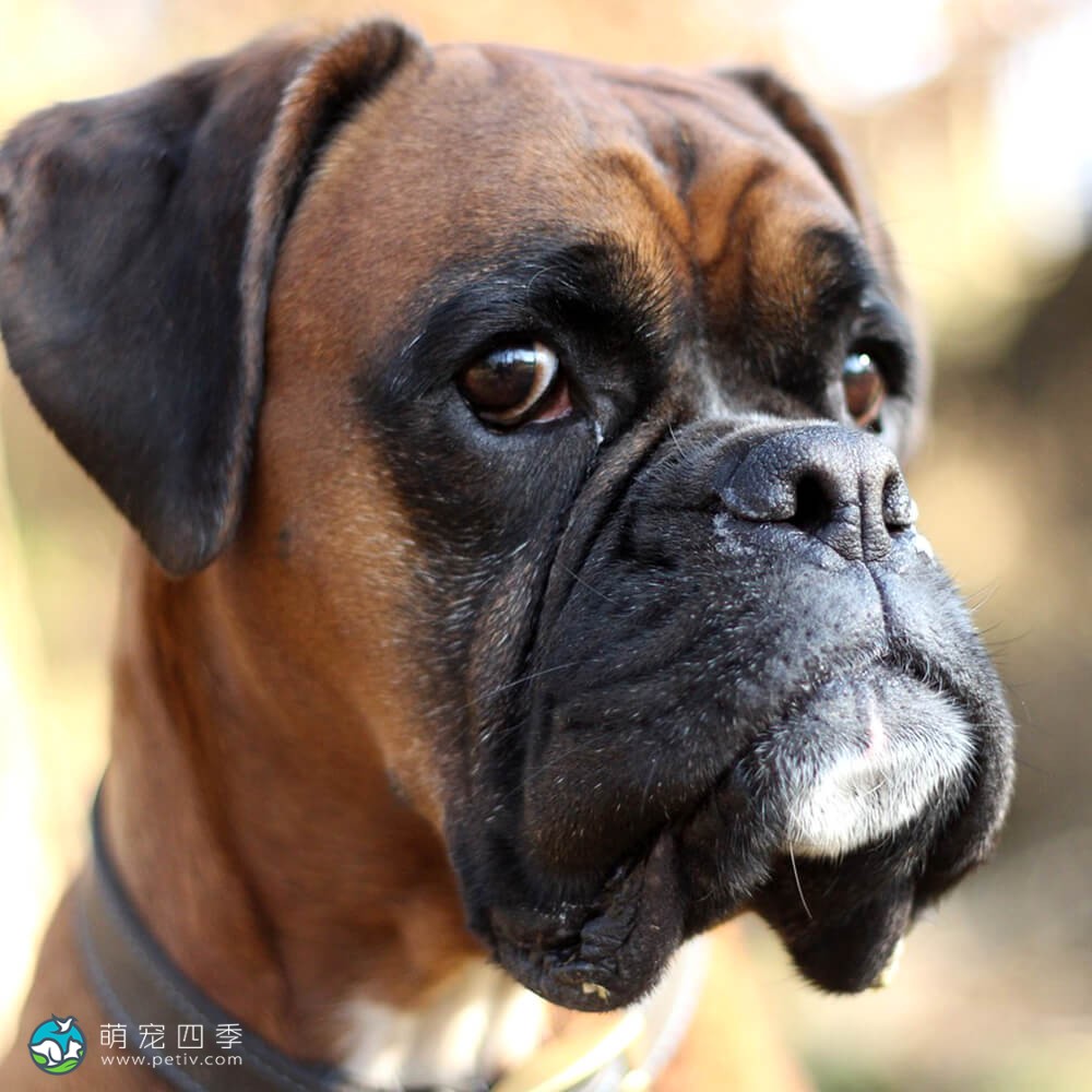 拳师犬 - Boxer - 萌宠四季