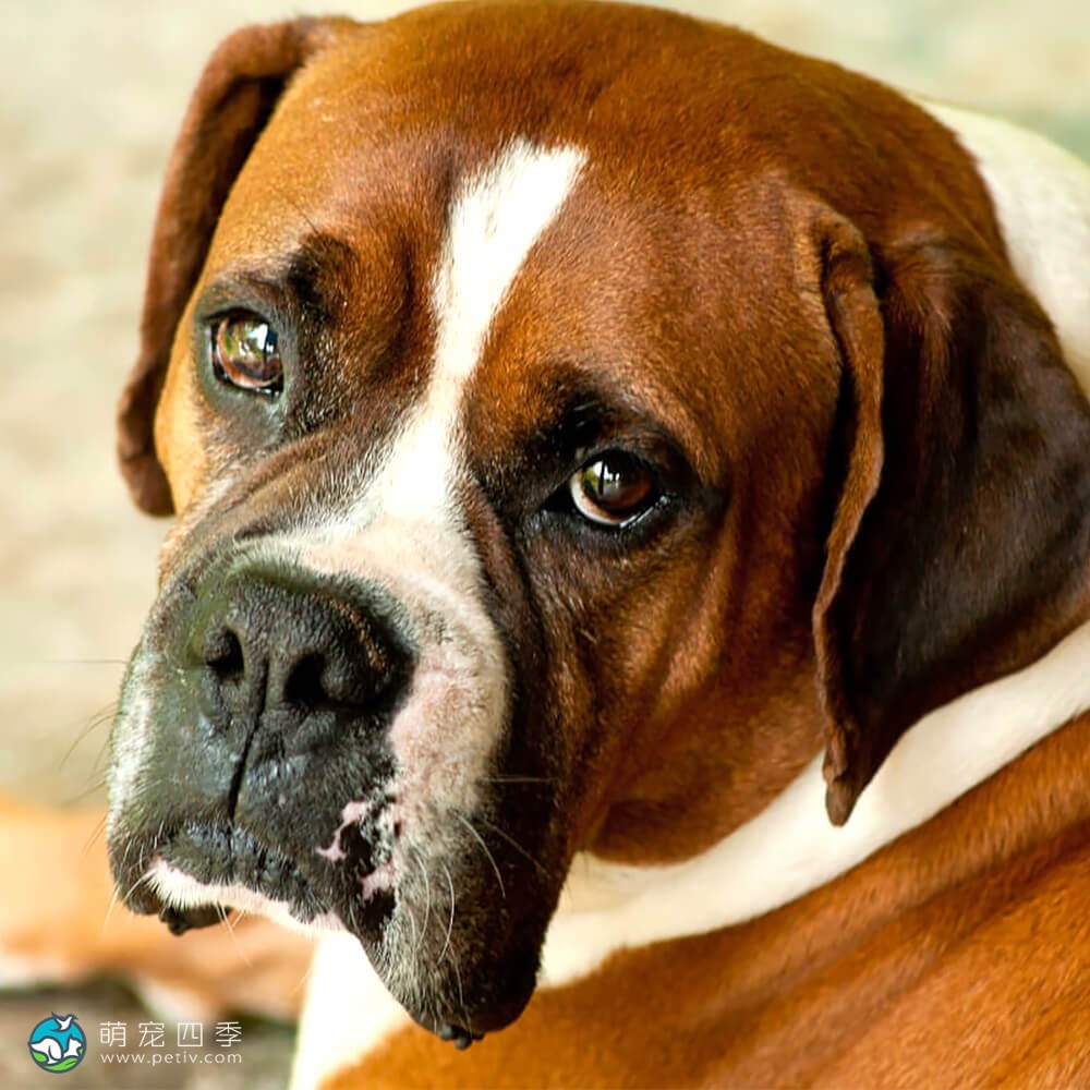 拳师犬 - Boxer - 萌宠四季