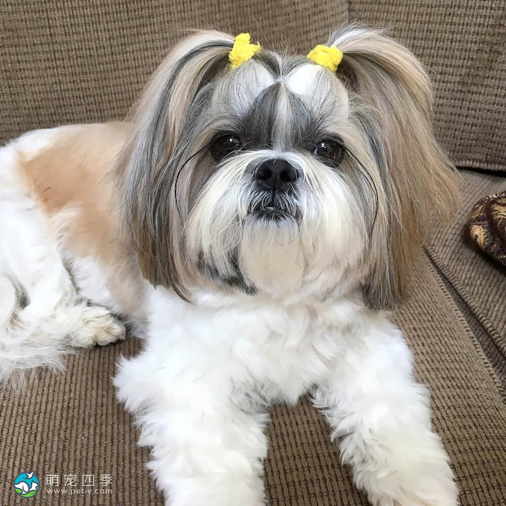 西施犬 - 菊花狗 - Shih Tzu - 萌宠四季