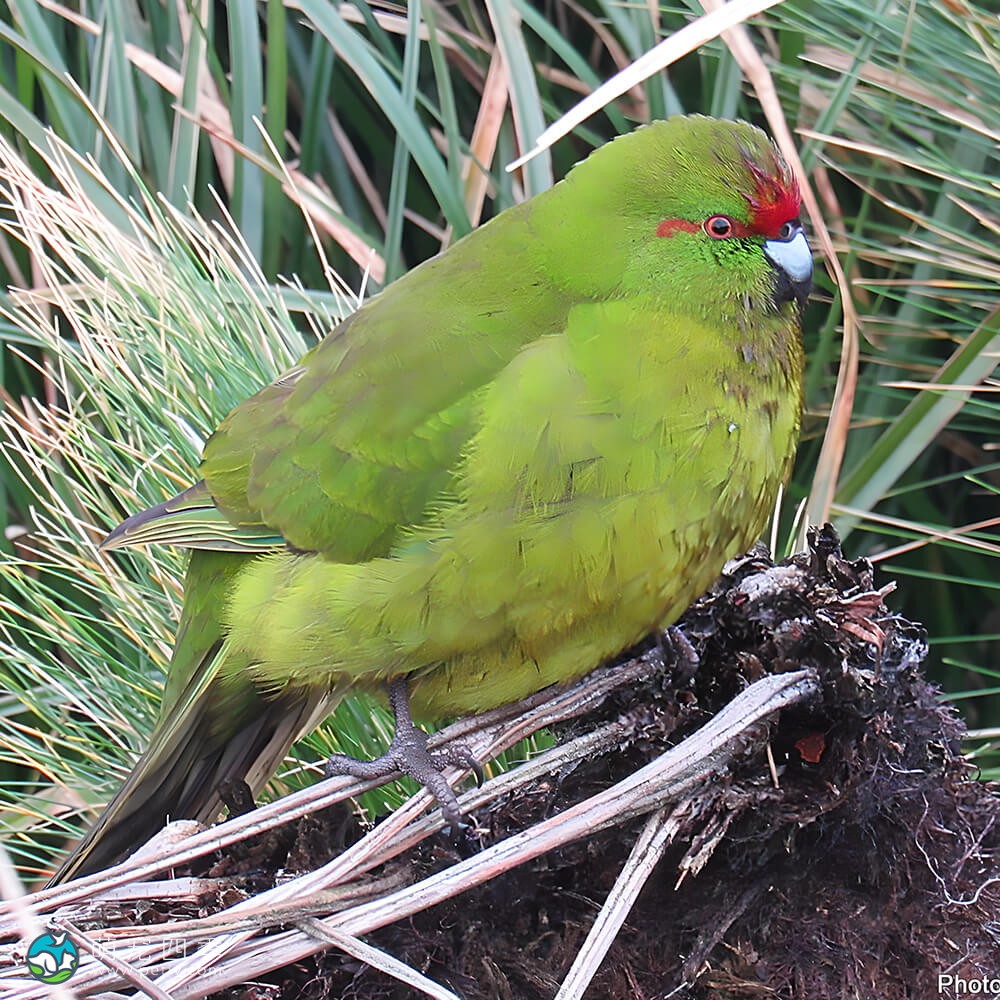 红额鹦鹉 - 红冠鹦鹉,Cyanoramphus novaezelandiae - Red-fronted Parakeet - 萌宠四季