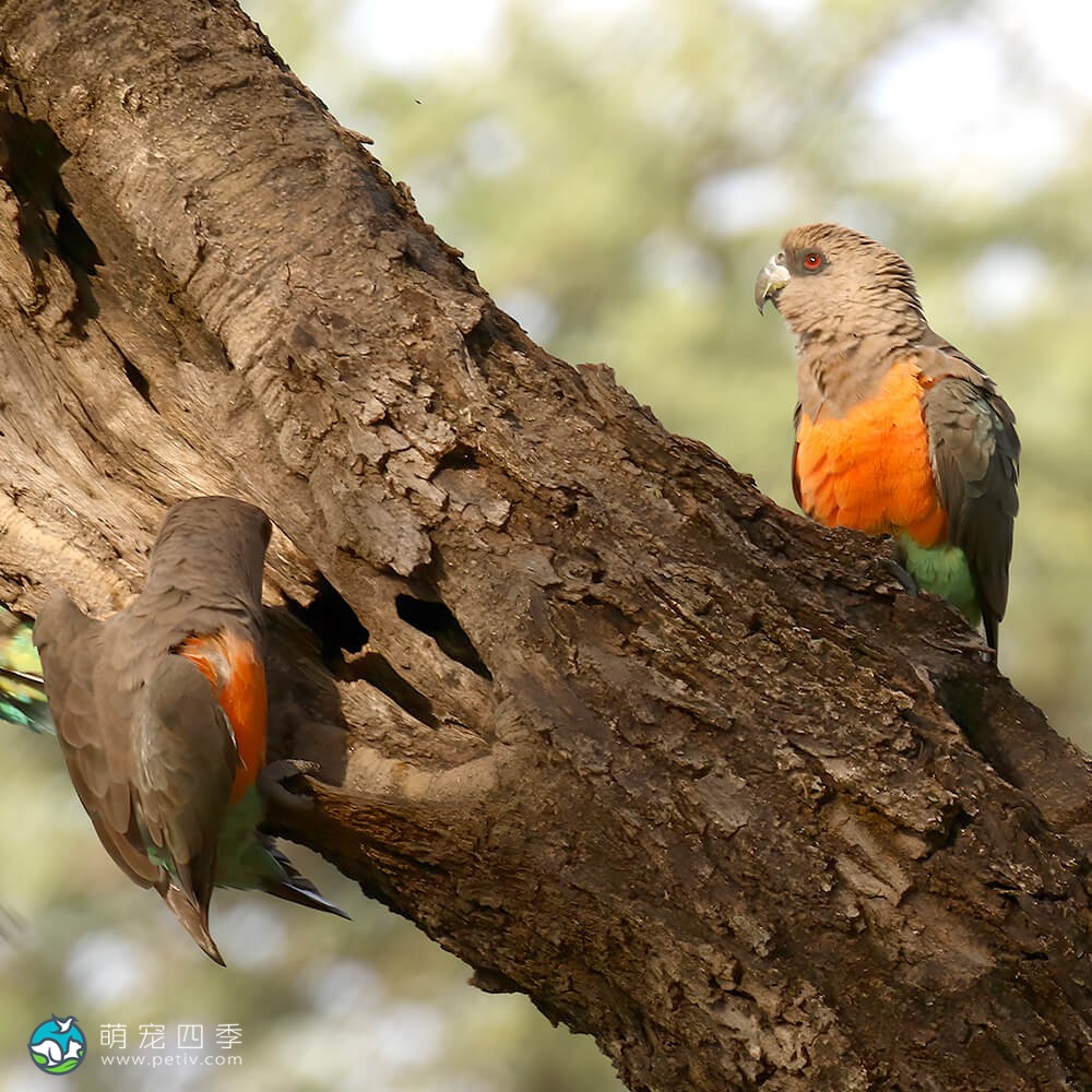 红腹鹦鹉 - Poicephalus rufiventris - Red-bellied Parrot - 萌宠四季
