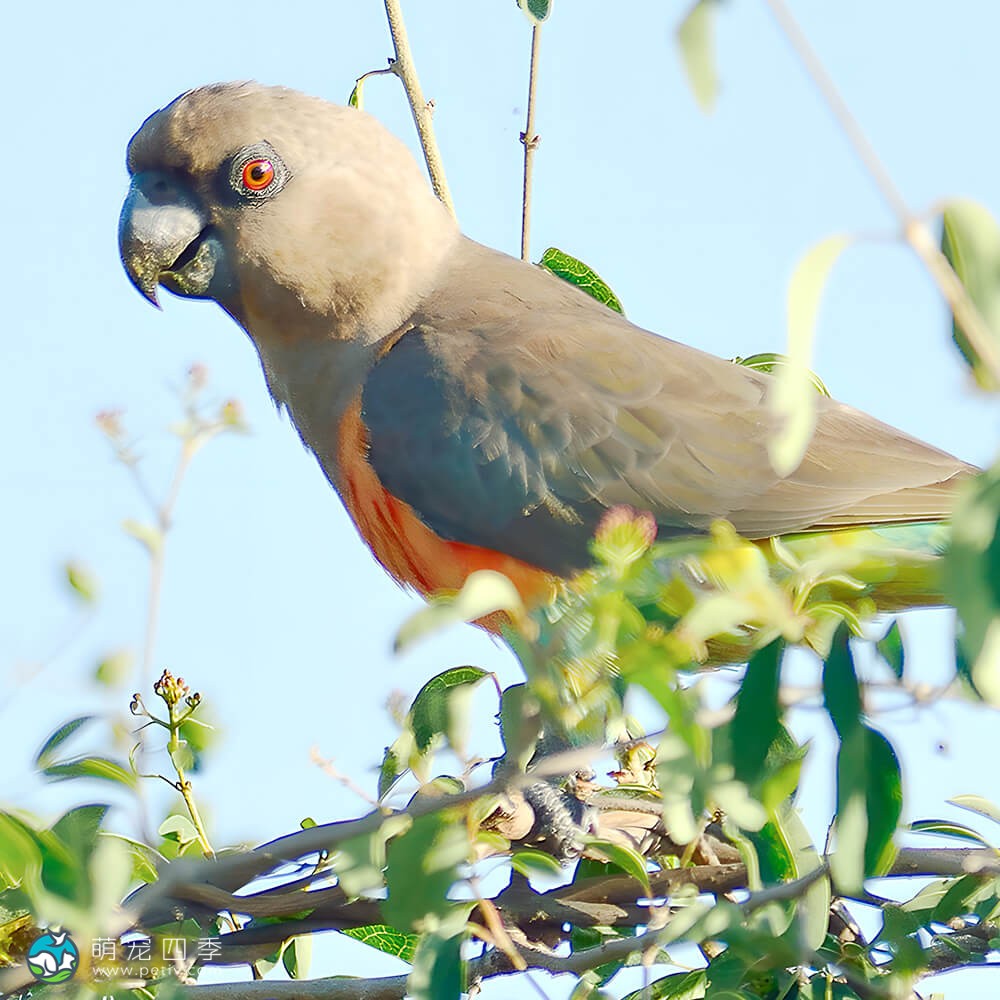 红腹鹦鹉 - Poicephalus rufiventris - Red-bellied Parrot - 萌宠四季