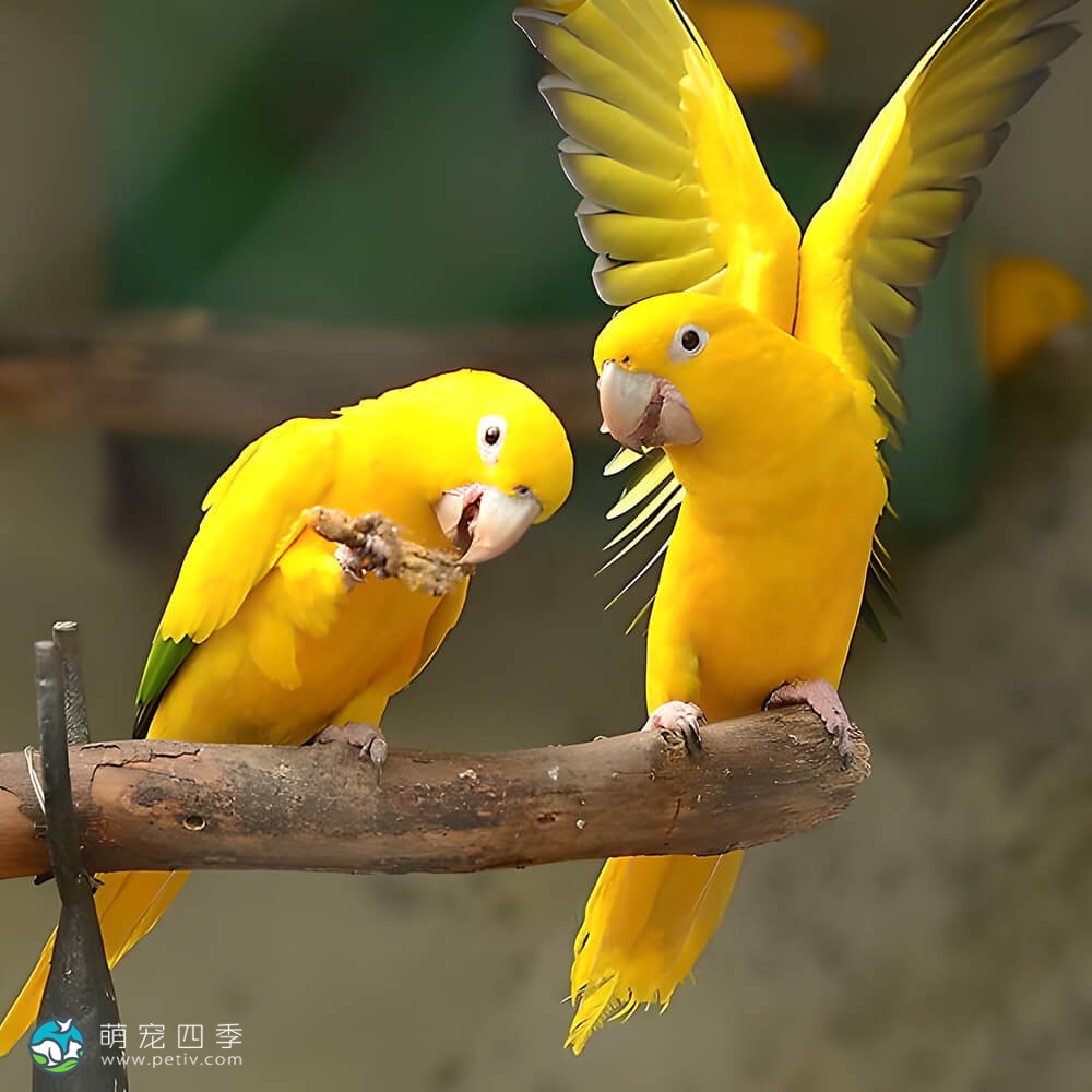 金黄锥尾鹦鹉 - 金色锥尾鹦鹉,巴伐利亚皇后鹦鹉,金色鹦哥,金鹦哥,金色鹦鹉,Guaruba guarouba,Aratinga ...